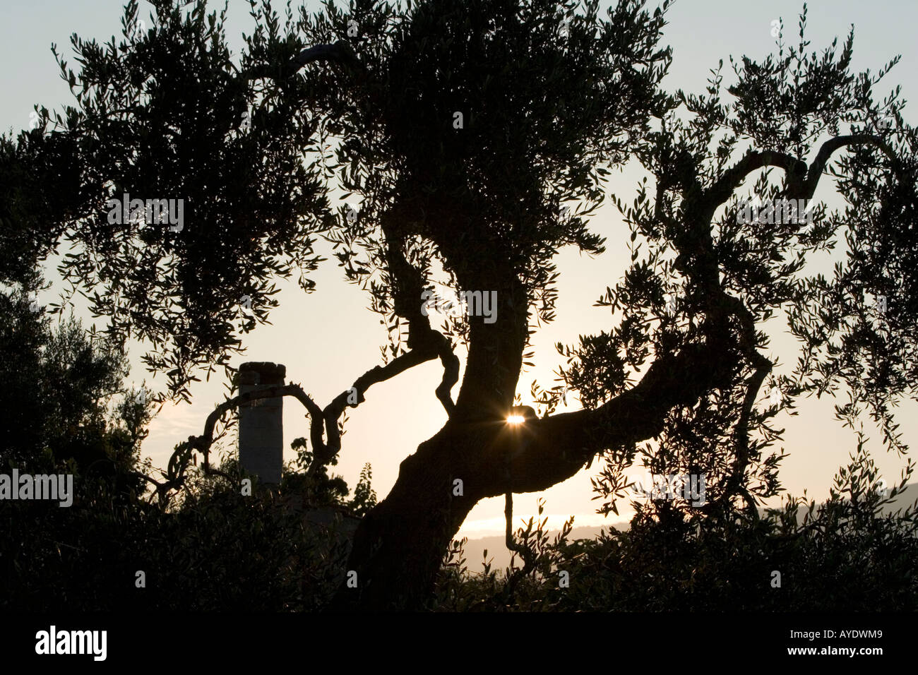 Olive tree puglia italia hi-res stock photography and images - Alamy