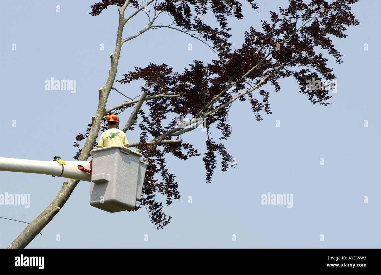 Birch tree removal Gordon M Grant Photo Stock Photo - Alamy