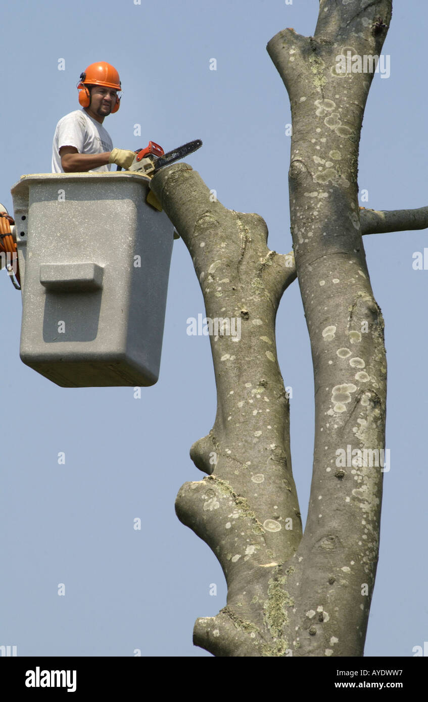 Tree limb removal hi-res stock photography and images - Alamy