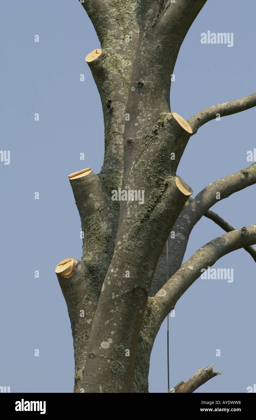 Tree limb removal hi-res stock photography and images - Alamy