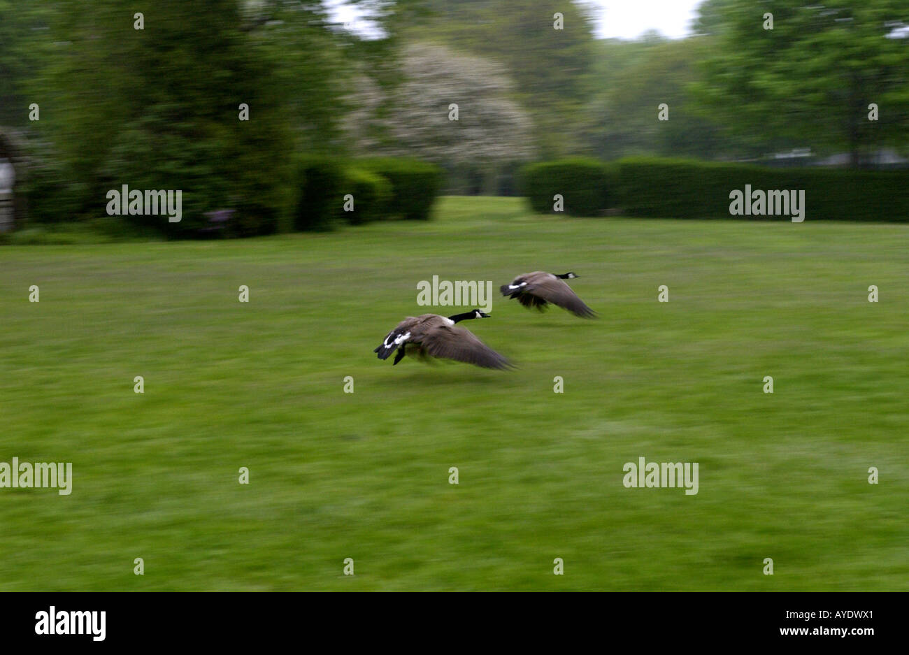 Photo of geese hi-res stock photography and images - Alamy