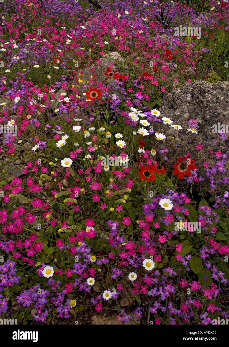 Spring flowers, Mani peninsula, Greece Stock Photo - Alamy