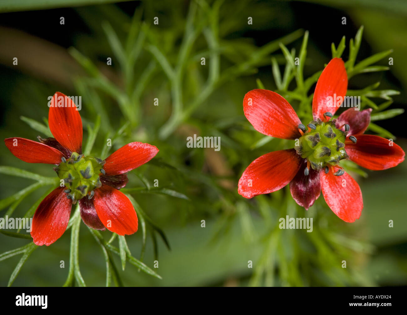 Pheasant's eye (Adonis annua) close-up, UK Stock Photo - Alamy