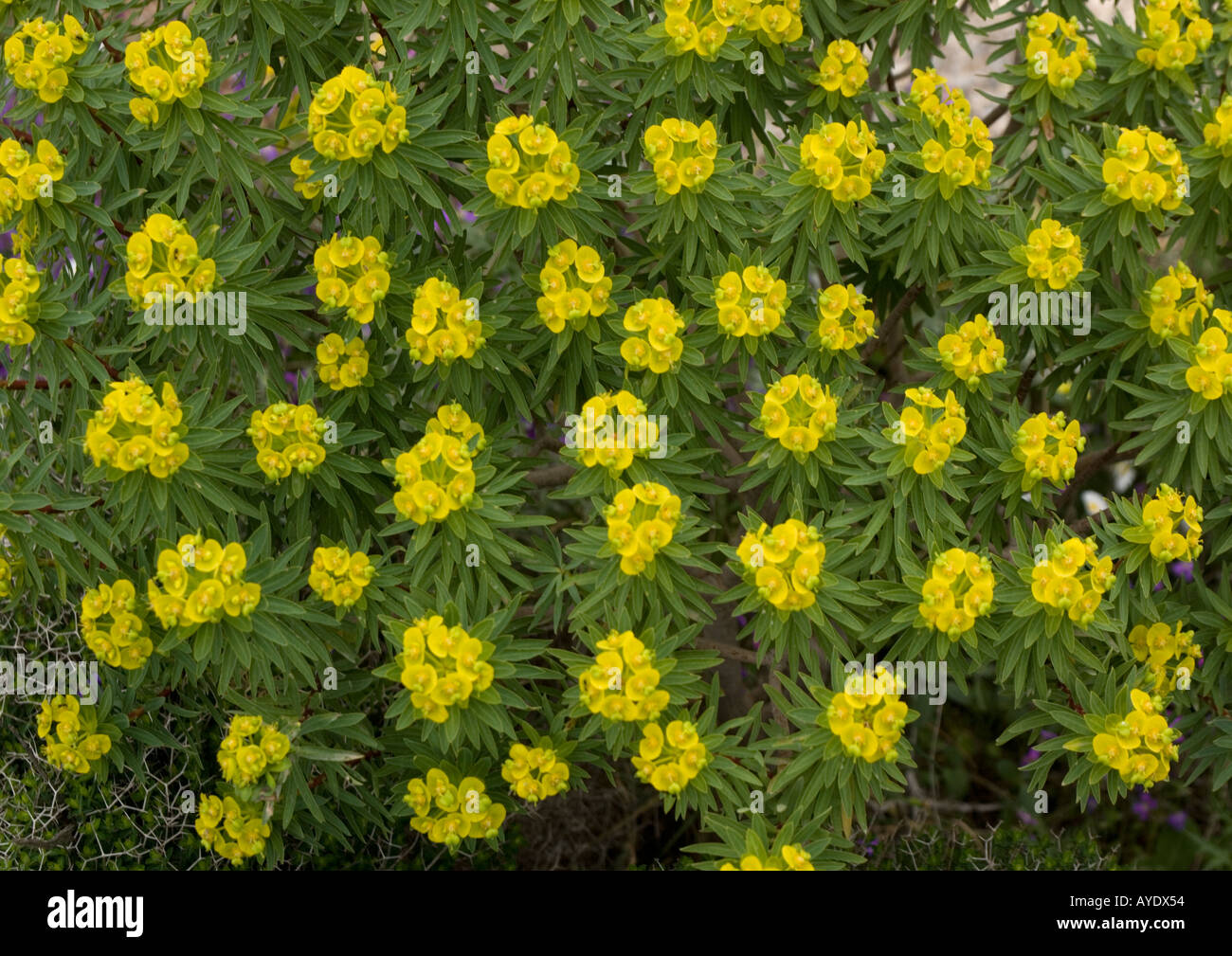 Tree spurge (Euphorbia dendroides) in flower, Greece Stock Photo - Alamy