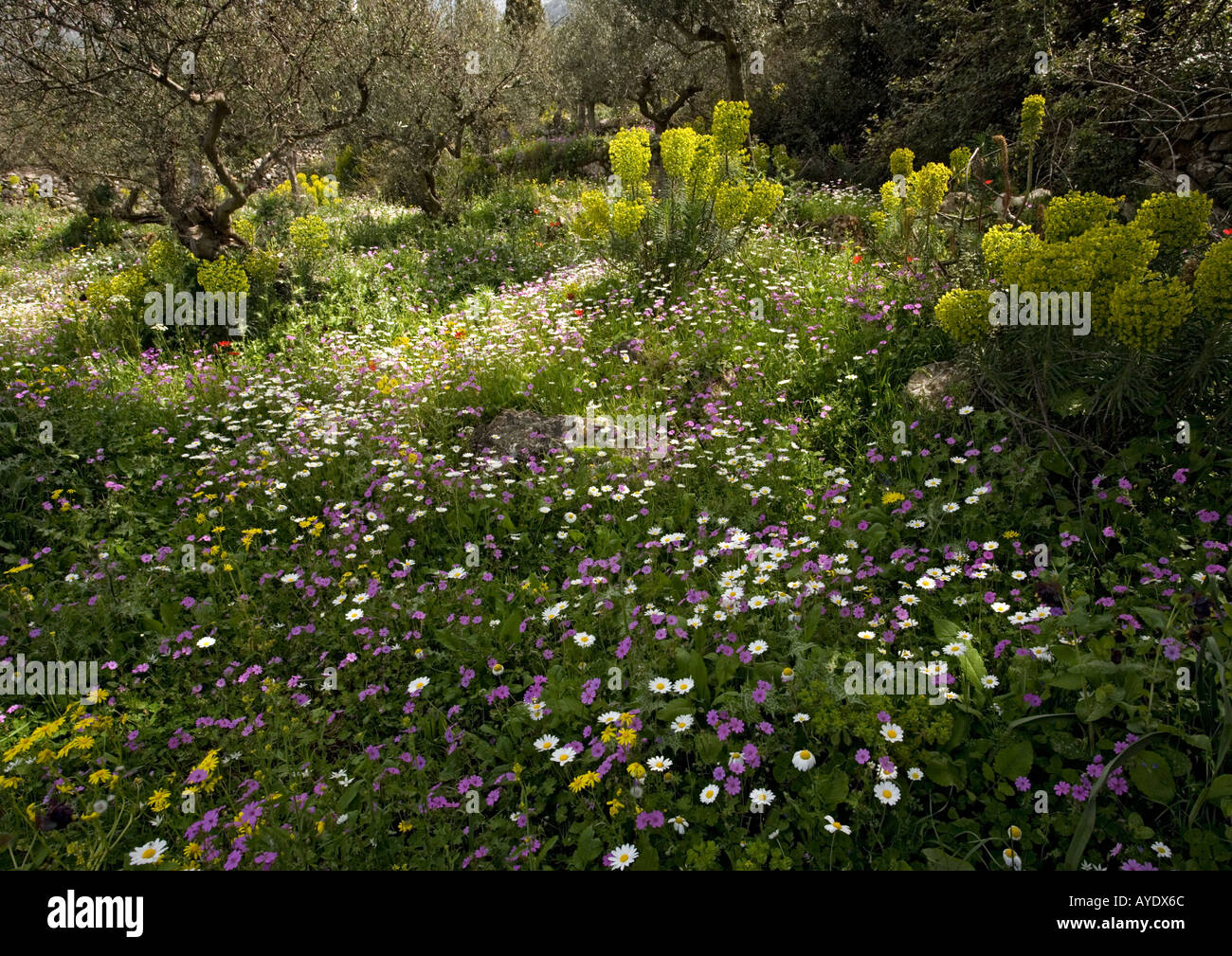 Flowery olive grove terrace in spring with mediterranean spurge mayweed ...