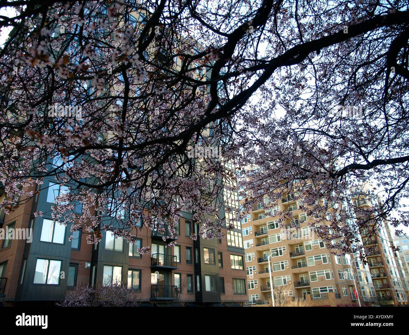 Buildings in downtown Seattle, WA with a flowing cherry tree Stock ...
