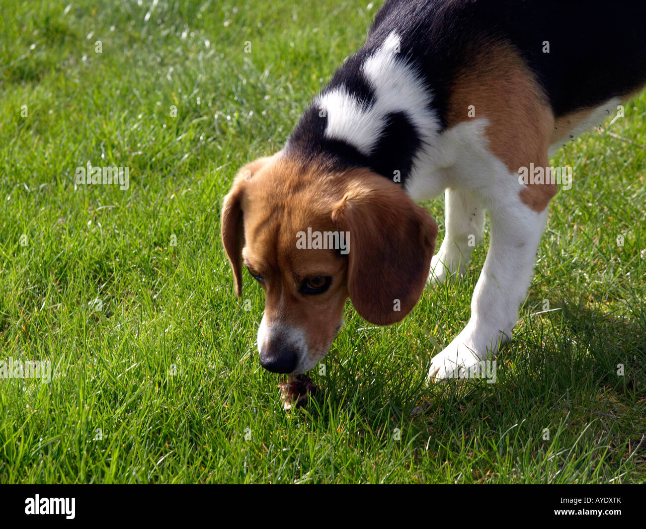 A beagle chewing on a bone Stock Photo - Alamy