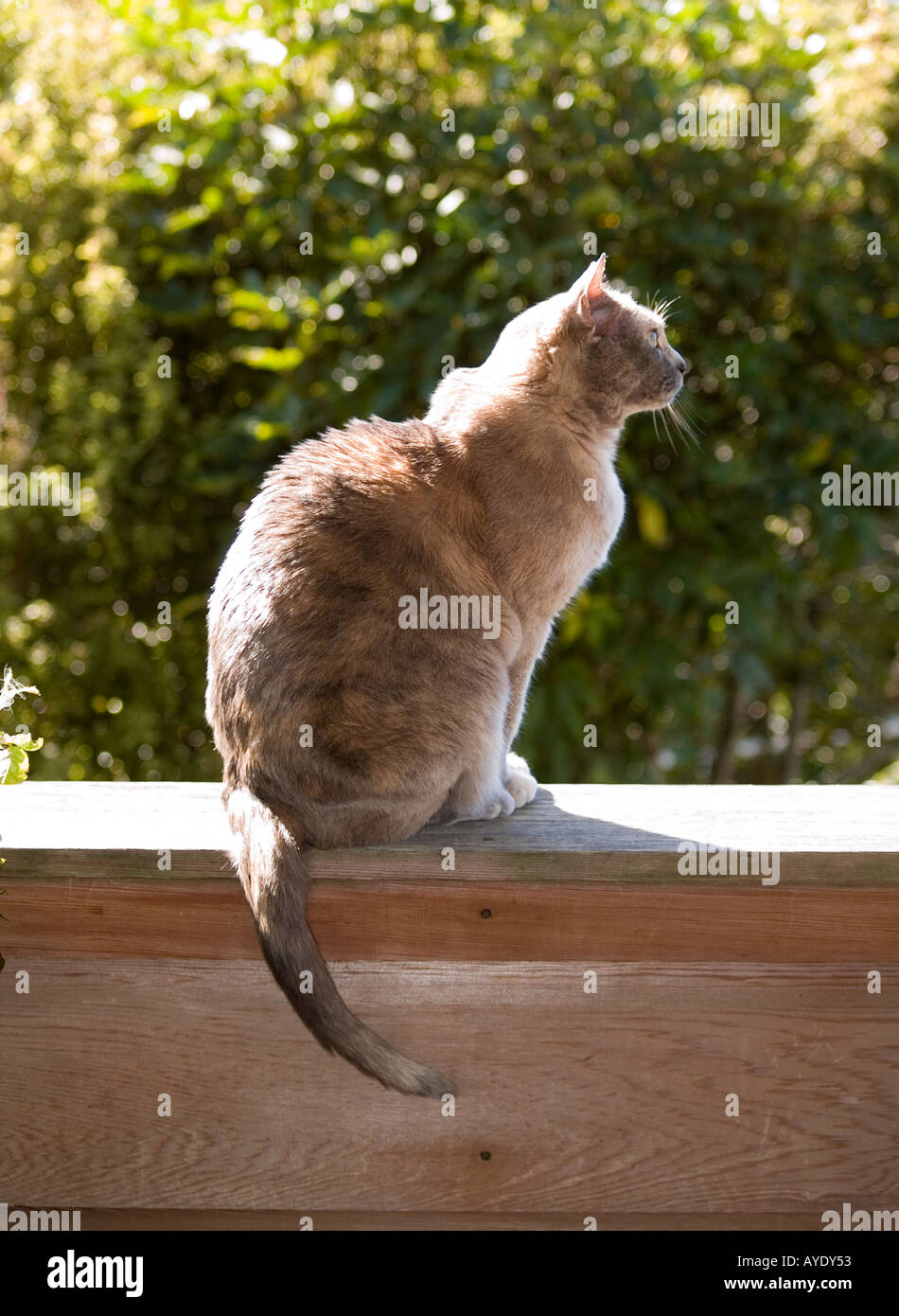 Tortoiseshell Burmese cat feline sitting on a sunny balcony ledge ...