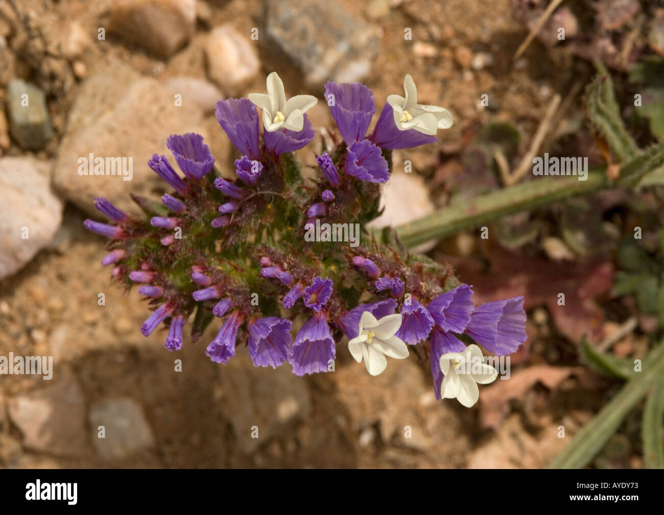 Sinuate hi-res stock photography and images - Alamy