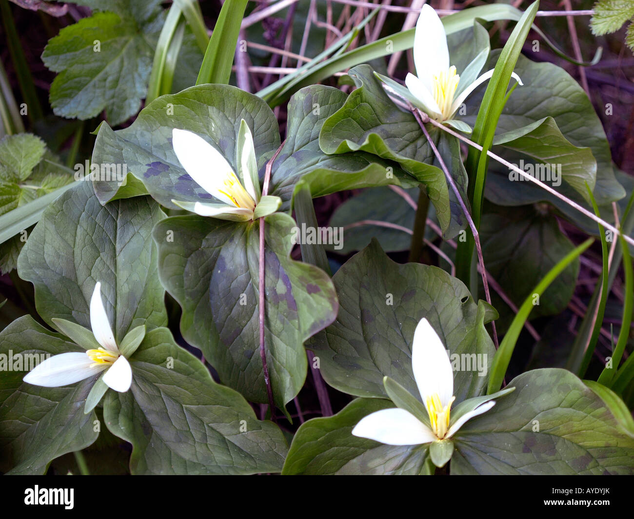Wild Oregon Trillium Stock Photo - Alamy