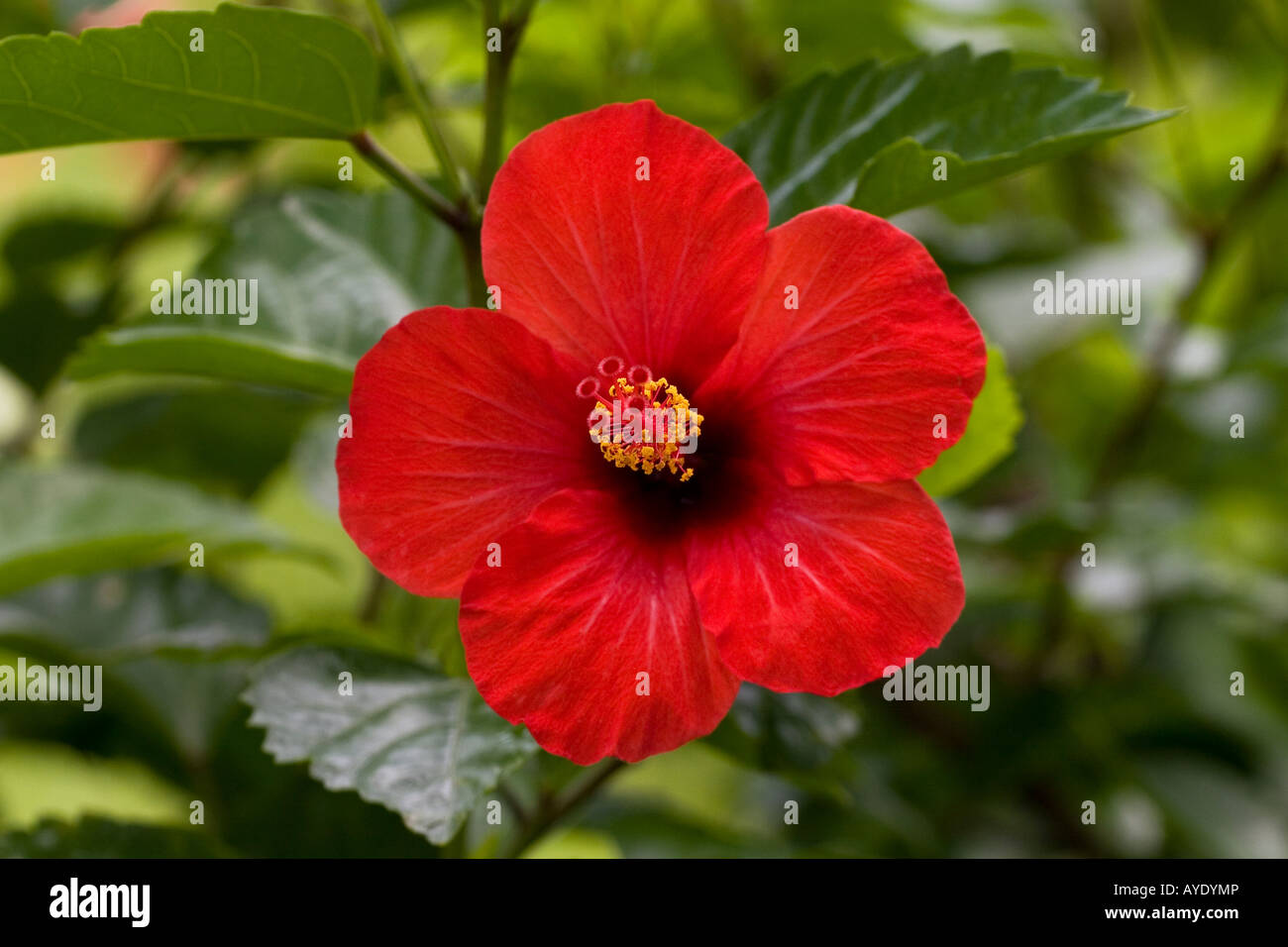 Hibiscus flower, Gabon, Central Africa Stock Photo - Alamy