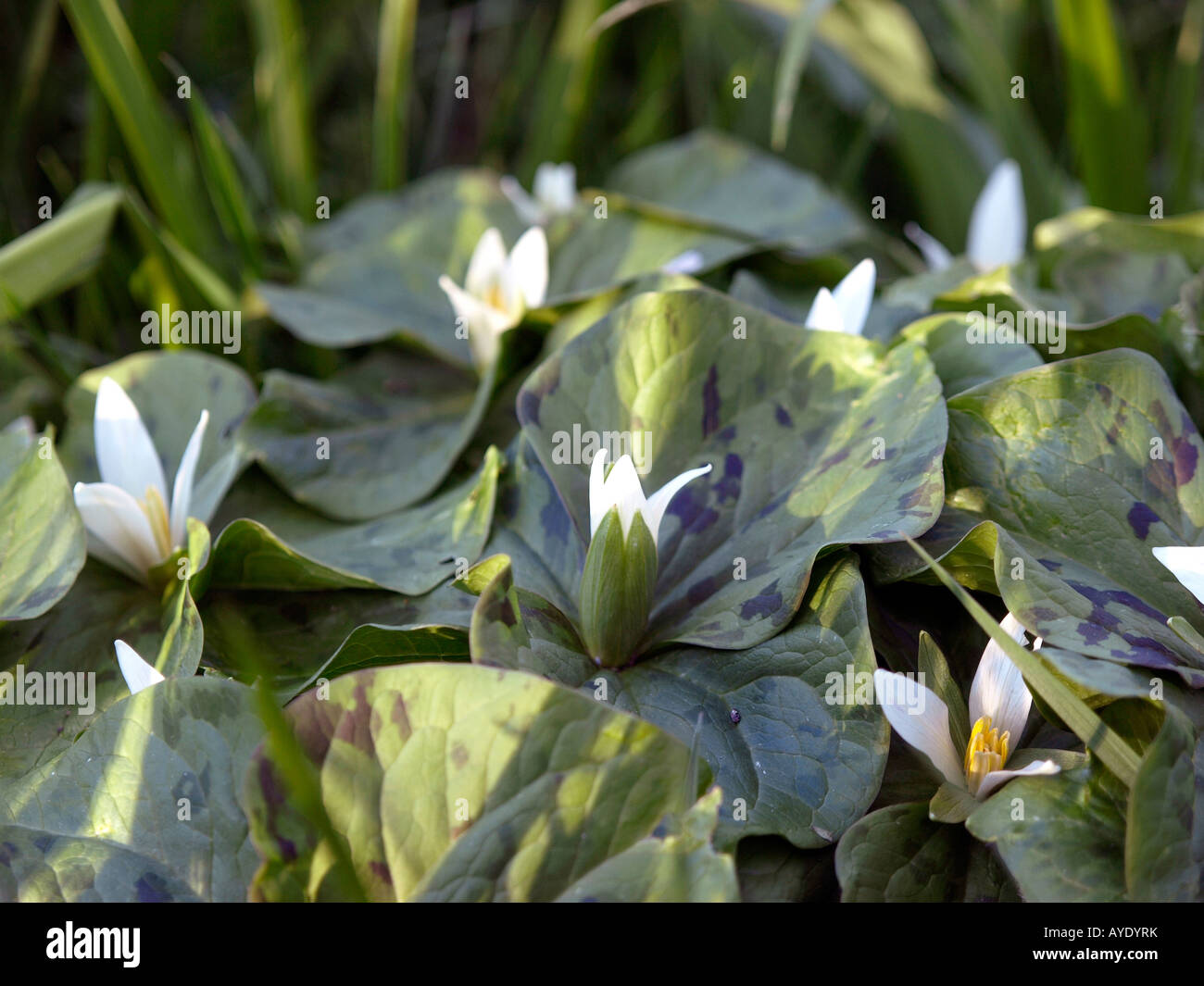 Wild Oregon Trillium Stock Photo - Alamy