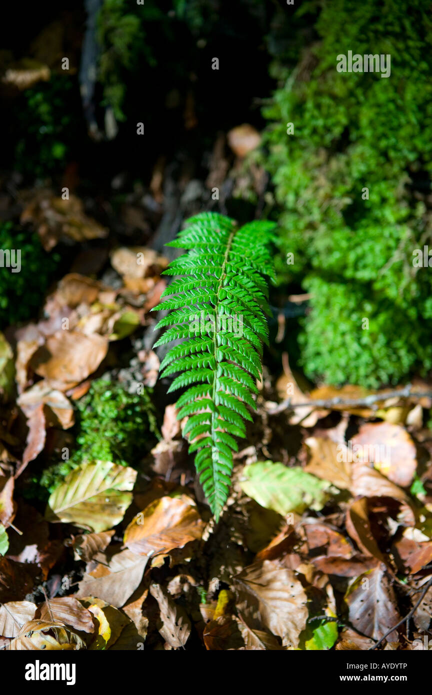 Forest Ecosystem Plants Forest Ecosystem Plants