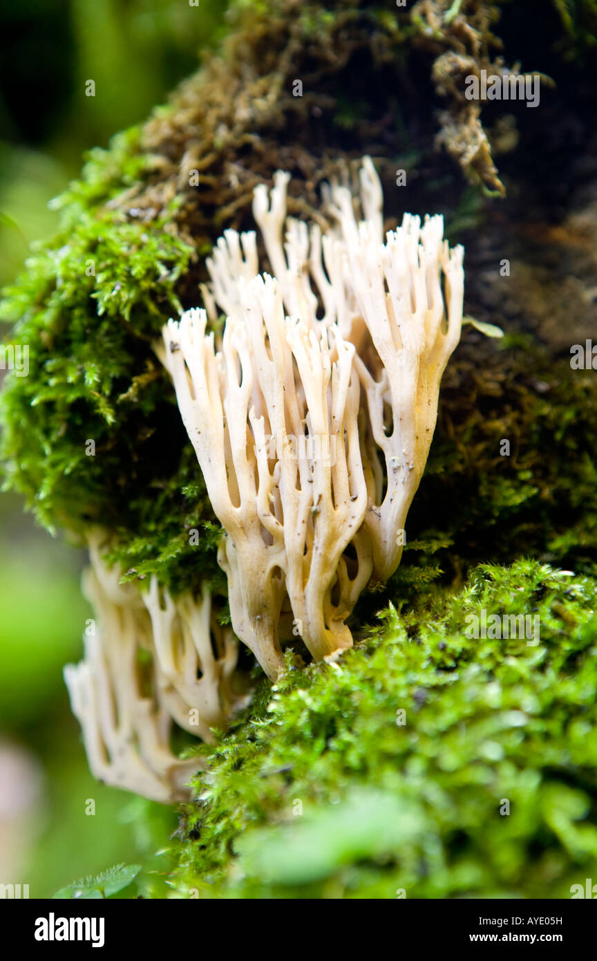 Clavariaceae hi-res stock photography and images - Alamy