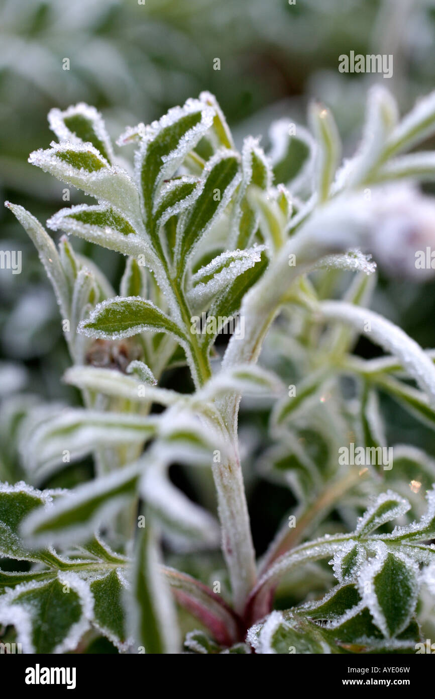 Centaurea bella hi-res stock photography and images - Alamy