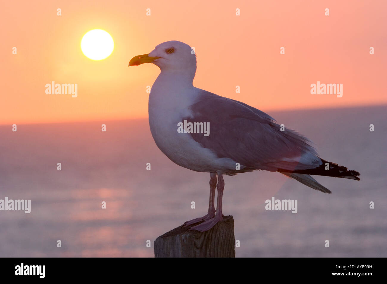 Herring gull backilt by a sunset Stock Photo - Alamy