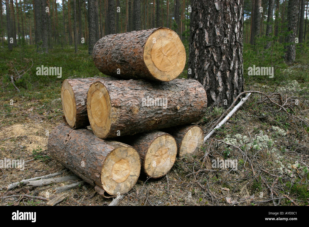 timber in forest Stock Photo - Alamy