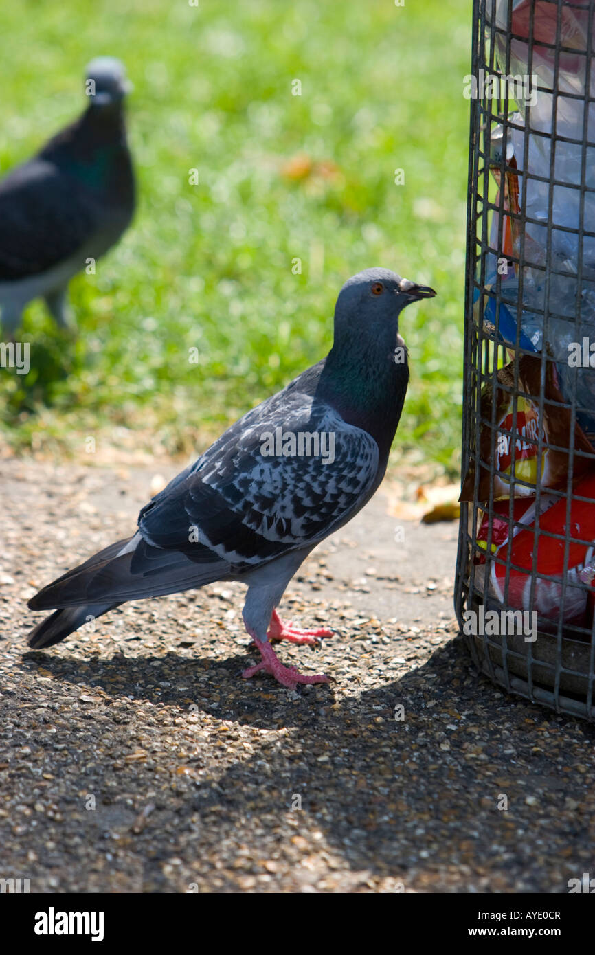 Pigeon taking rubbish from a park litter bin Stock Photo - Alamy