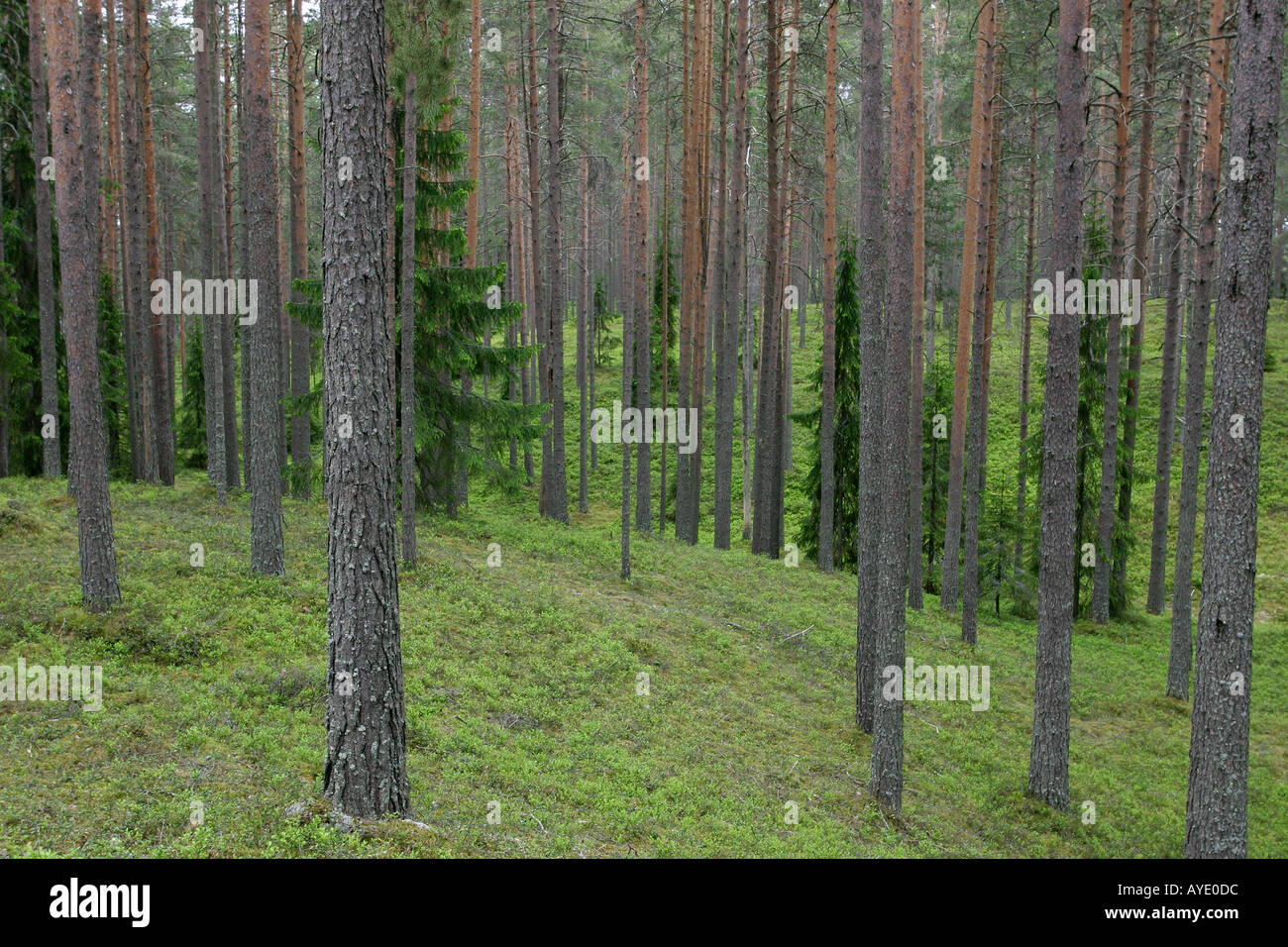 Finnish pine forest finland hi-res stock photography and images - Alamy