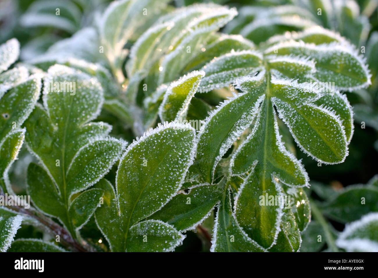 Knapweed leaf ice hoar frost texture pattern spring april leaves hi-res ...