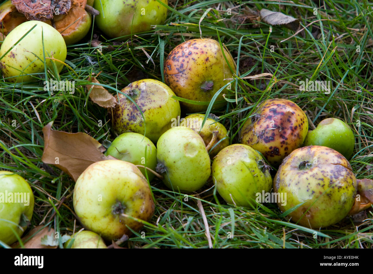Windfall apples on the ground Stock Photo - Alamy