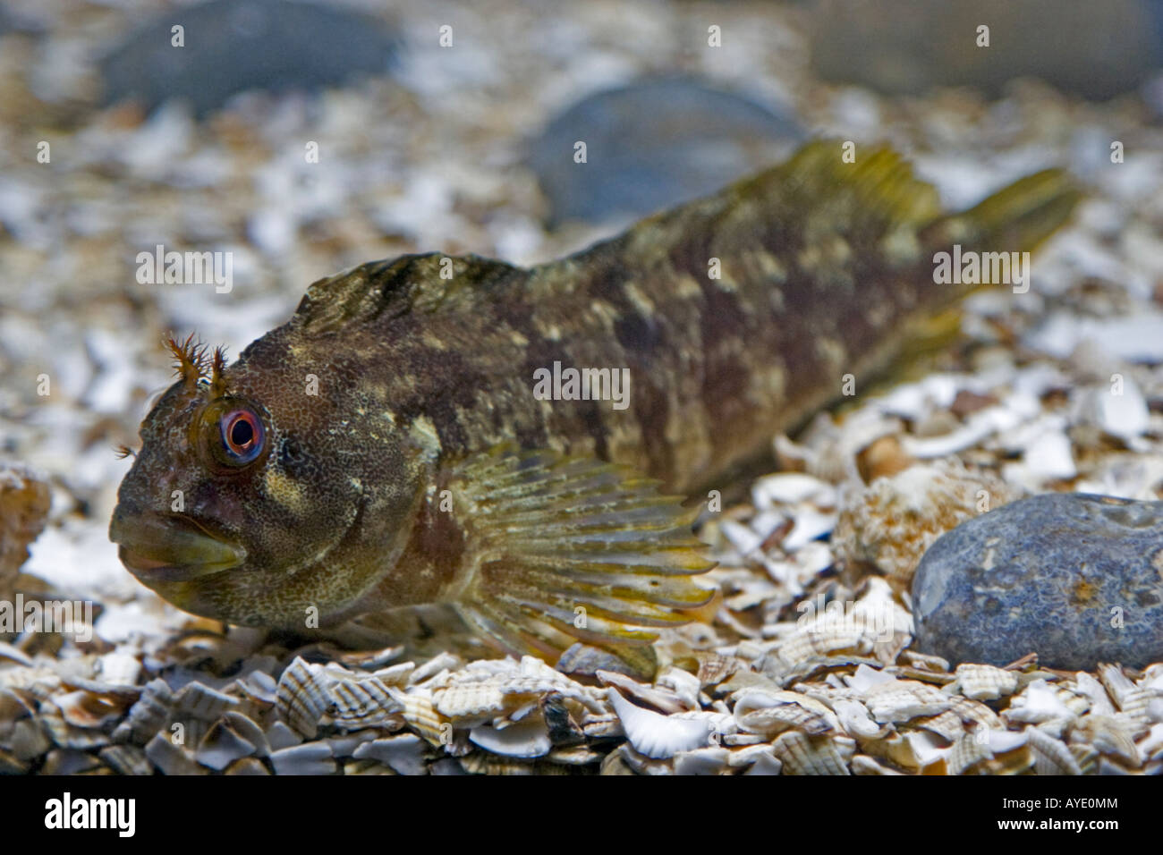 Blenny fish hi-res stock photography and images - Alamy