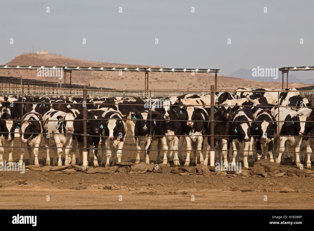 Cattle feedlot america hi-res stock photography and images - Alamy