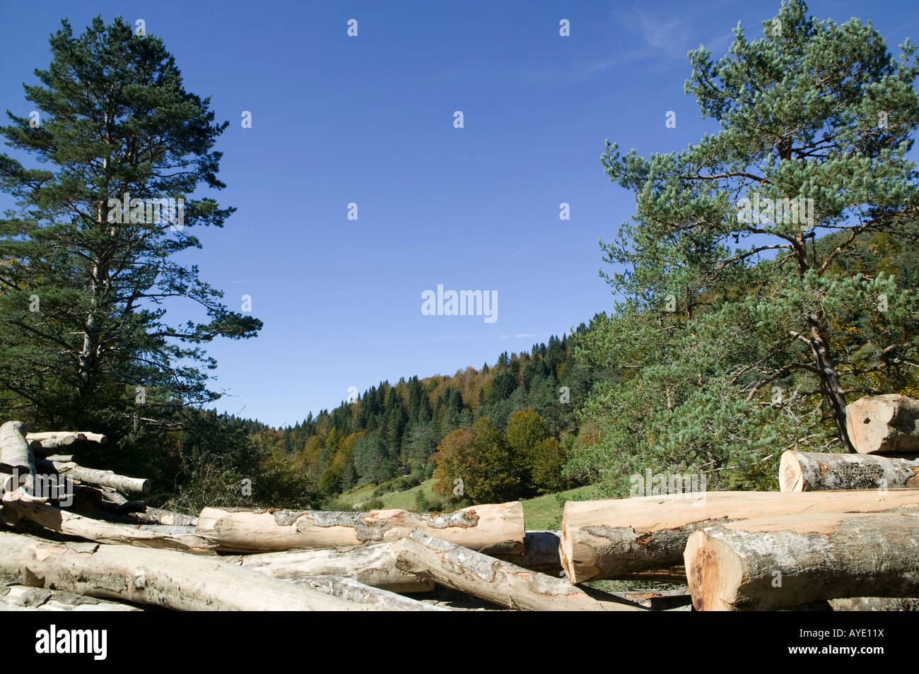 Navarra, bosque, Irati, Spain, Europa, park national, Forest, nature ...