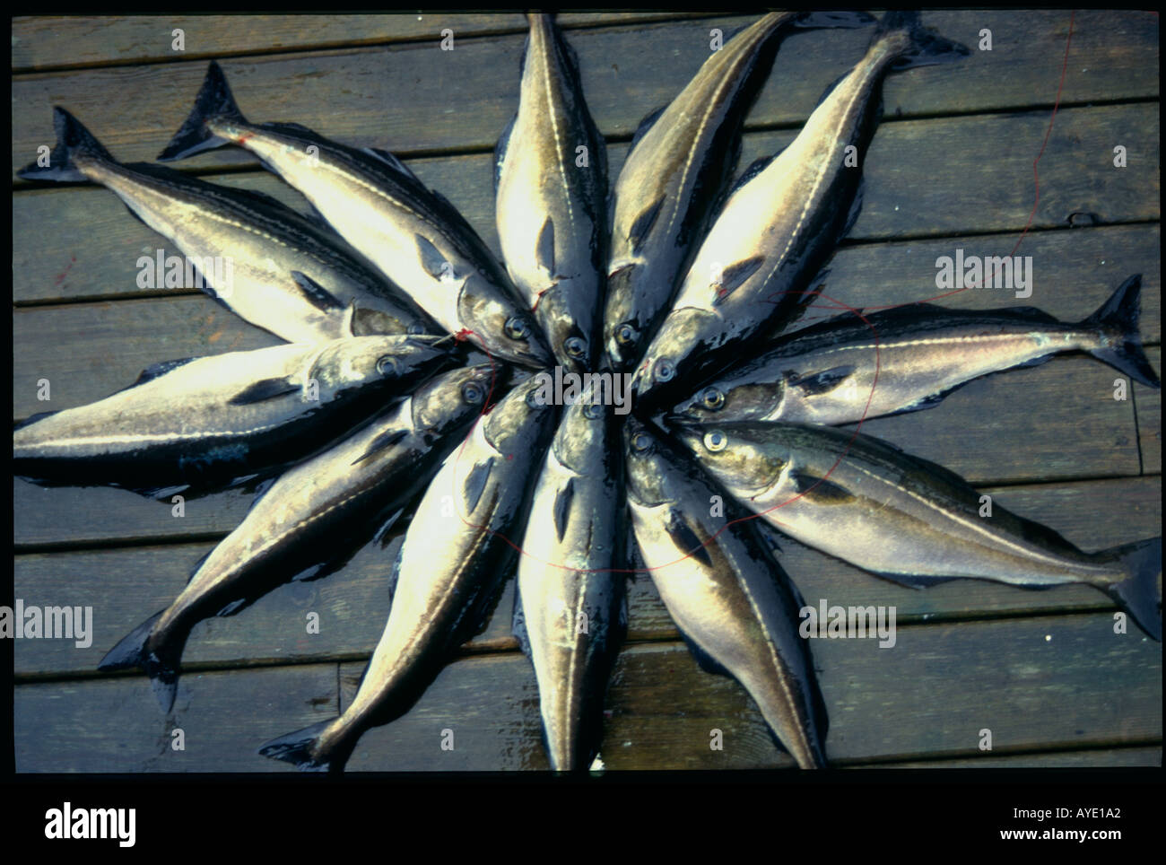 Norway Lofoten islands fish Stock Photo - Alamy