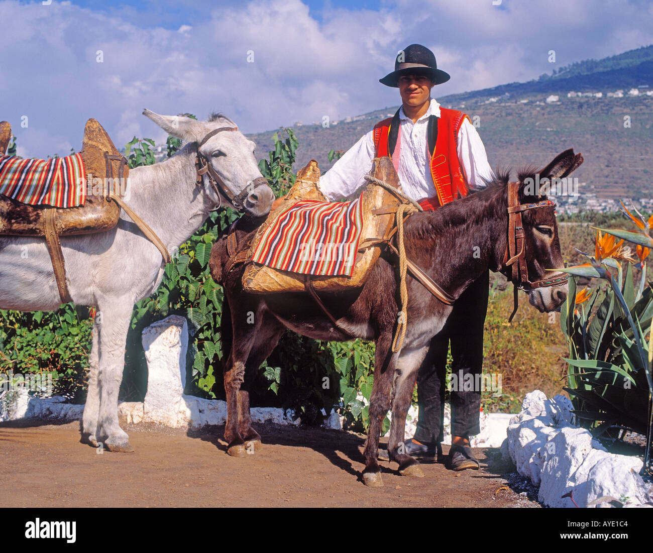 Tenerife Canary Islands Spain Young man in Traditional costume with ...