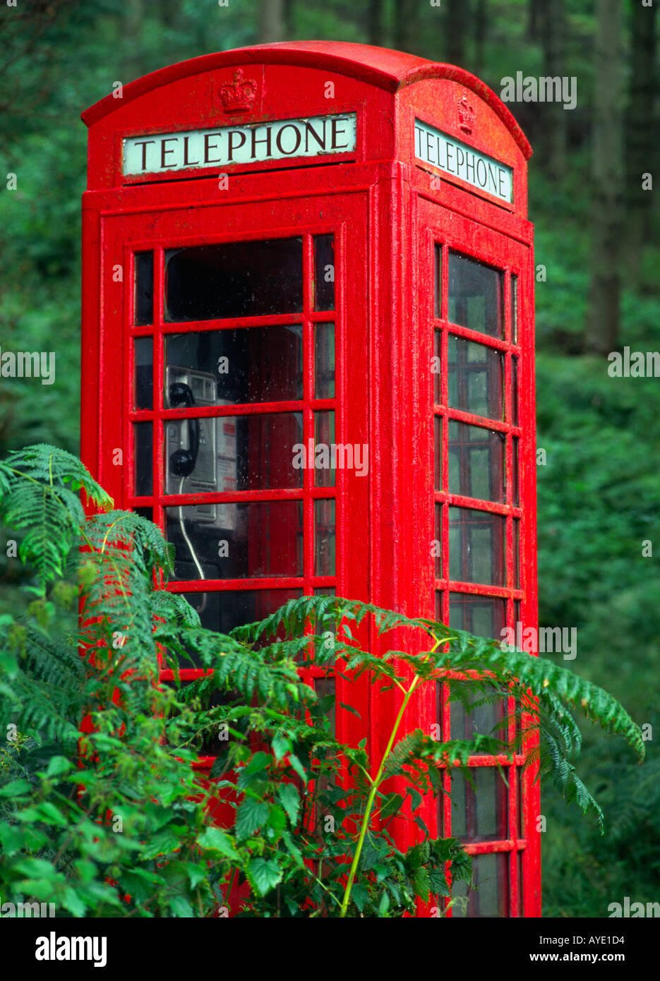 England telephone booth in the woods on a wet day Stock Photo - Alamy