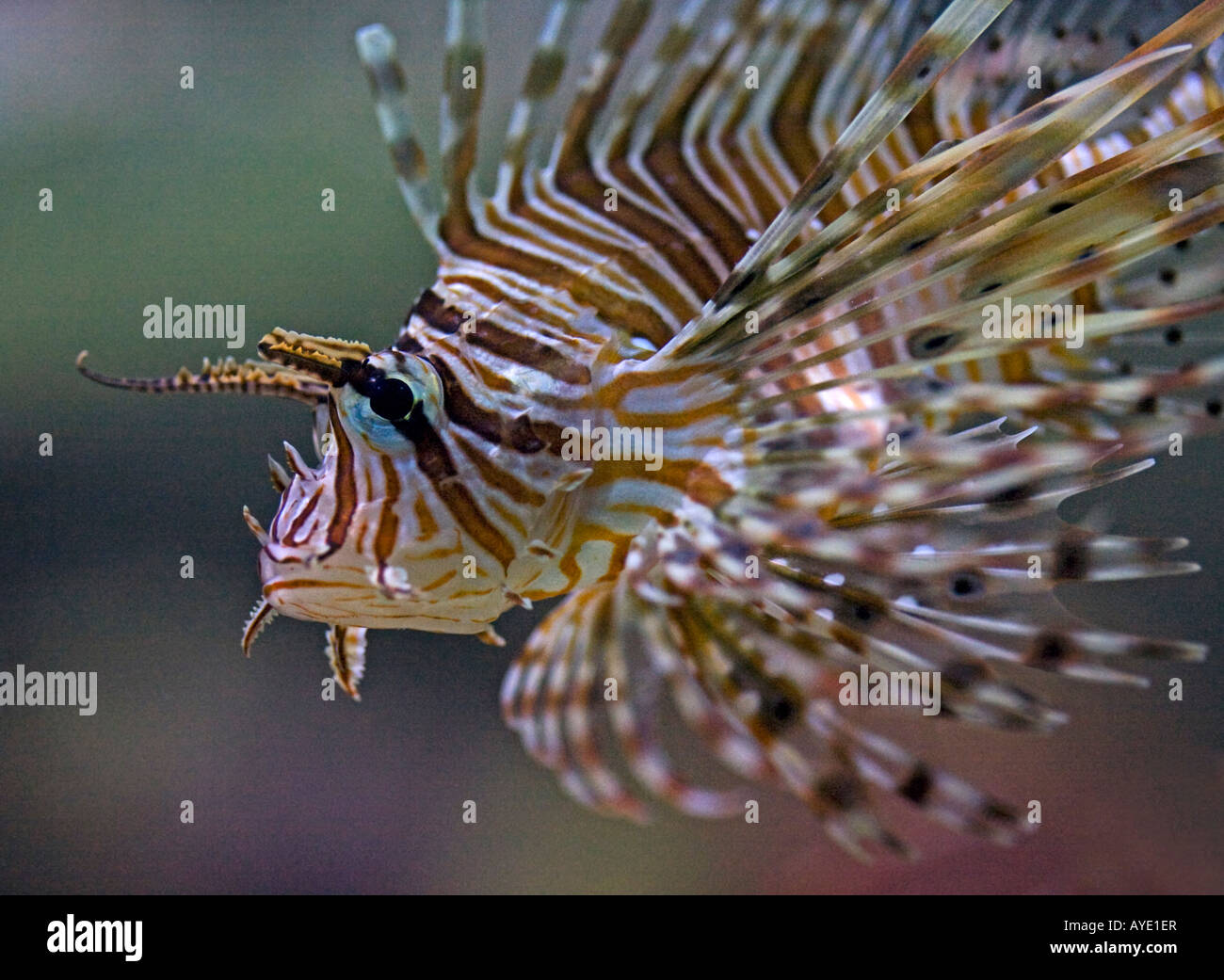 Lionfish (pterois antennata Stock Photo - Alamy