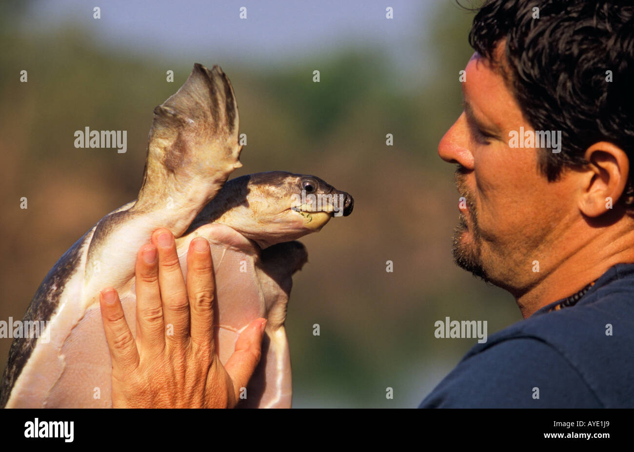 Australian indigenous native endemic animals fauna hi-res stock ...