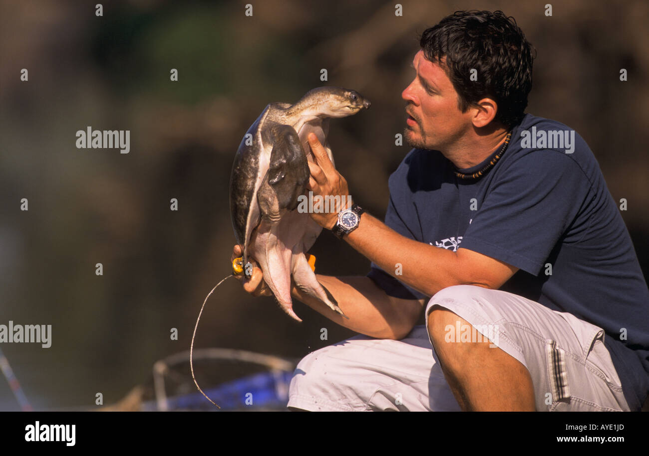 Australian indigenous native endemic animals fauna hi-res stock ...