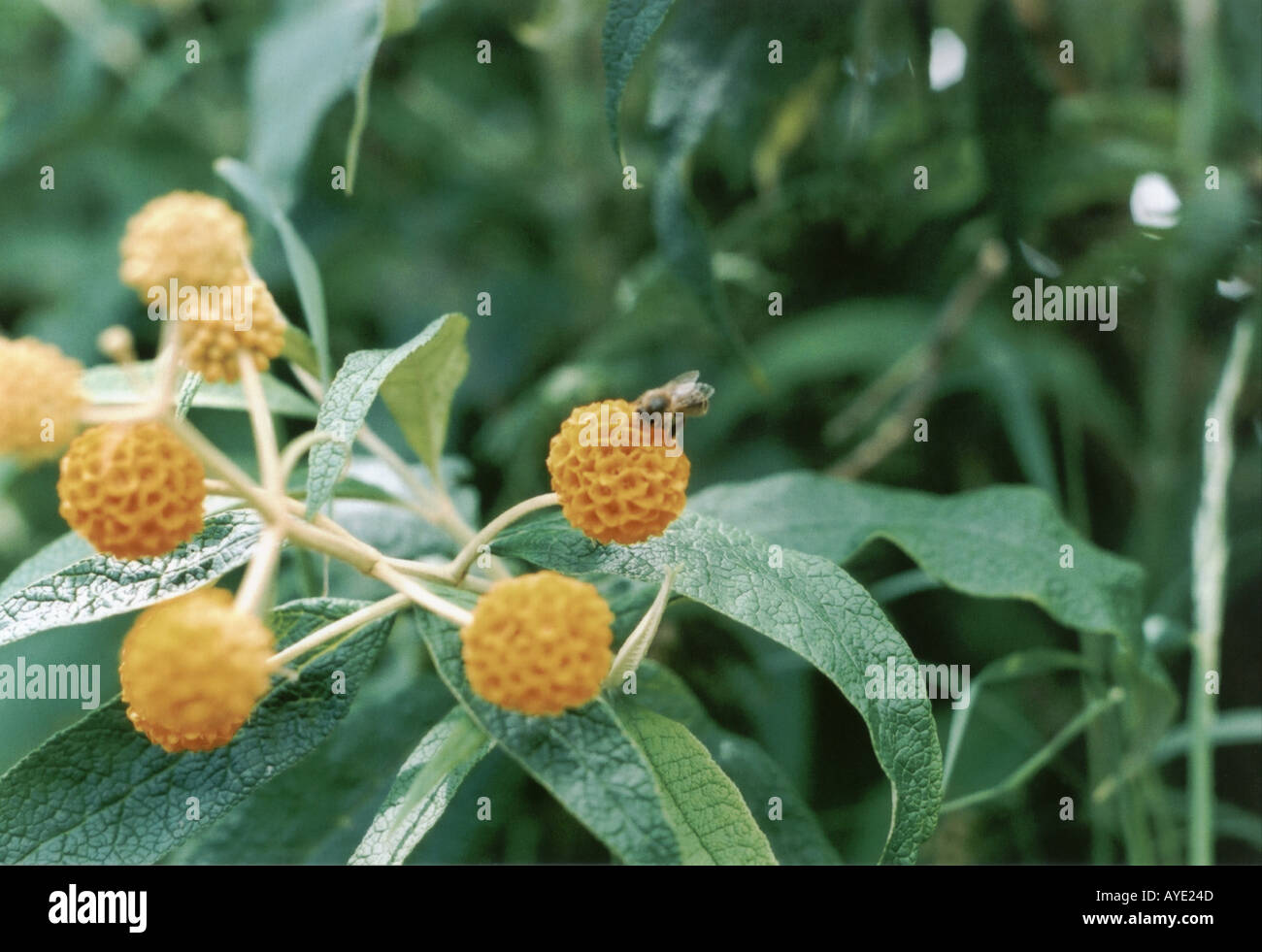 Spherical flower clusters hi-res stock photography and images - Alamy