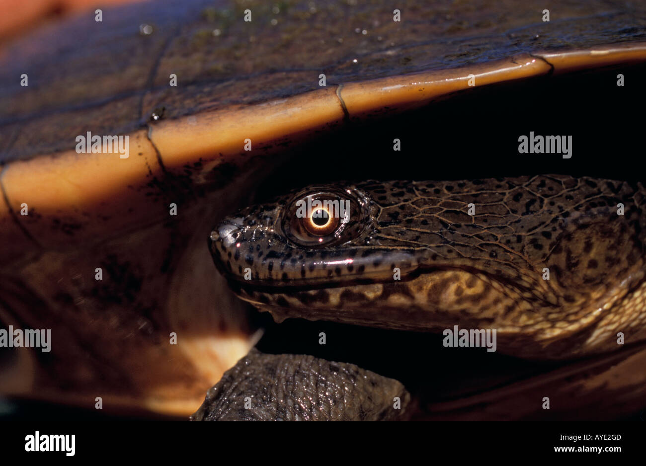 Long-necked turtle, Northern Territory, Australia Stock Photo - Alamy