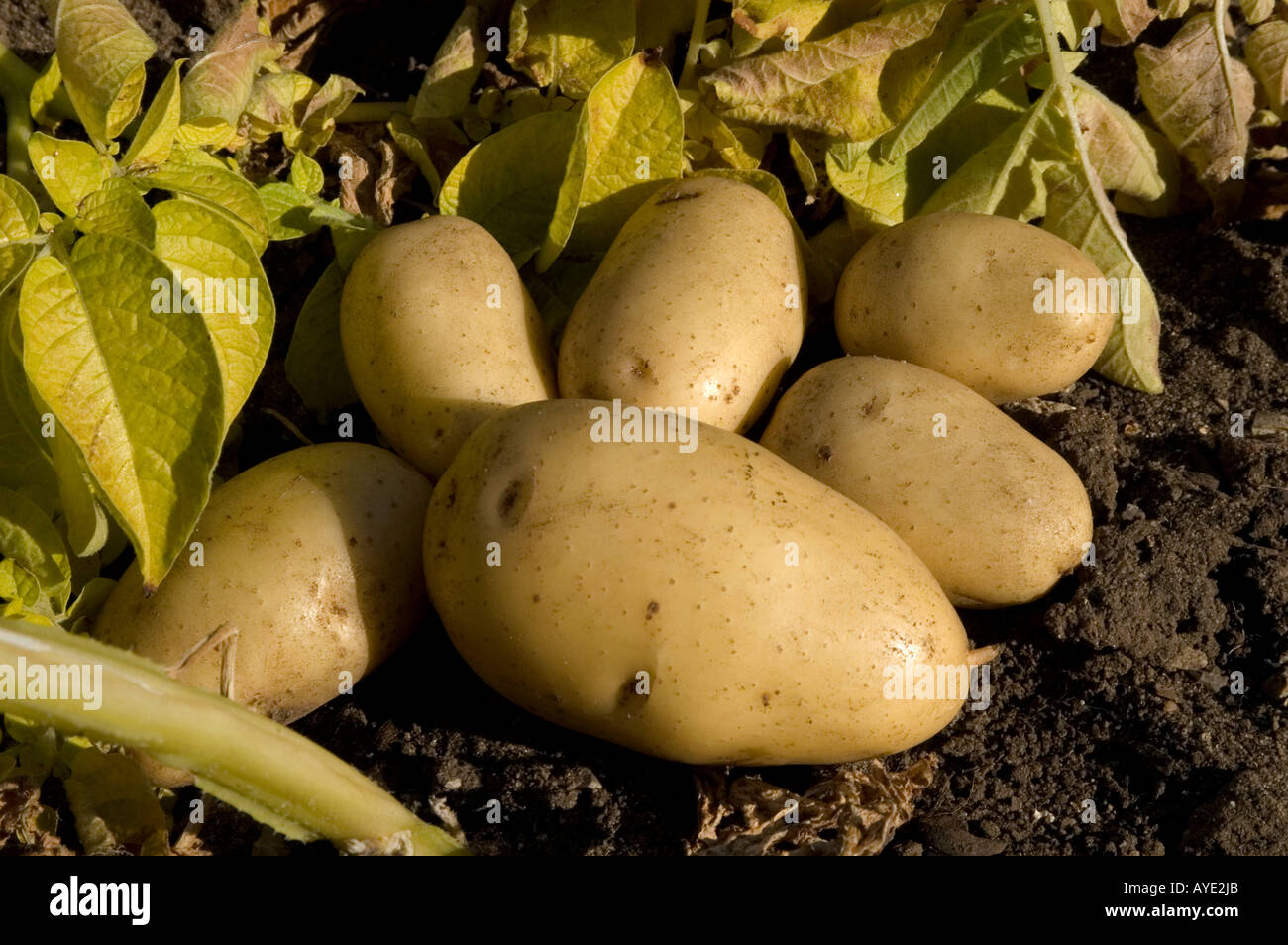 Allotment spuds hi-res stock photography and images - Alamy