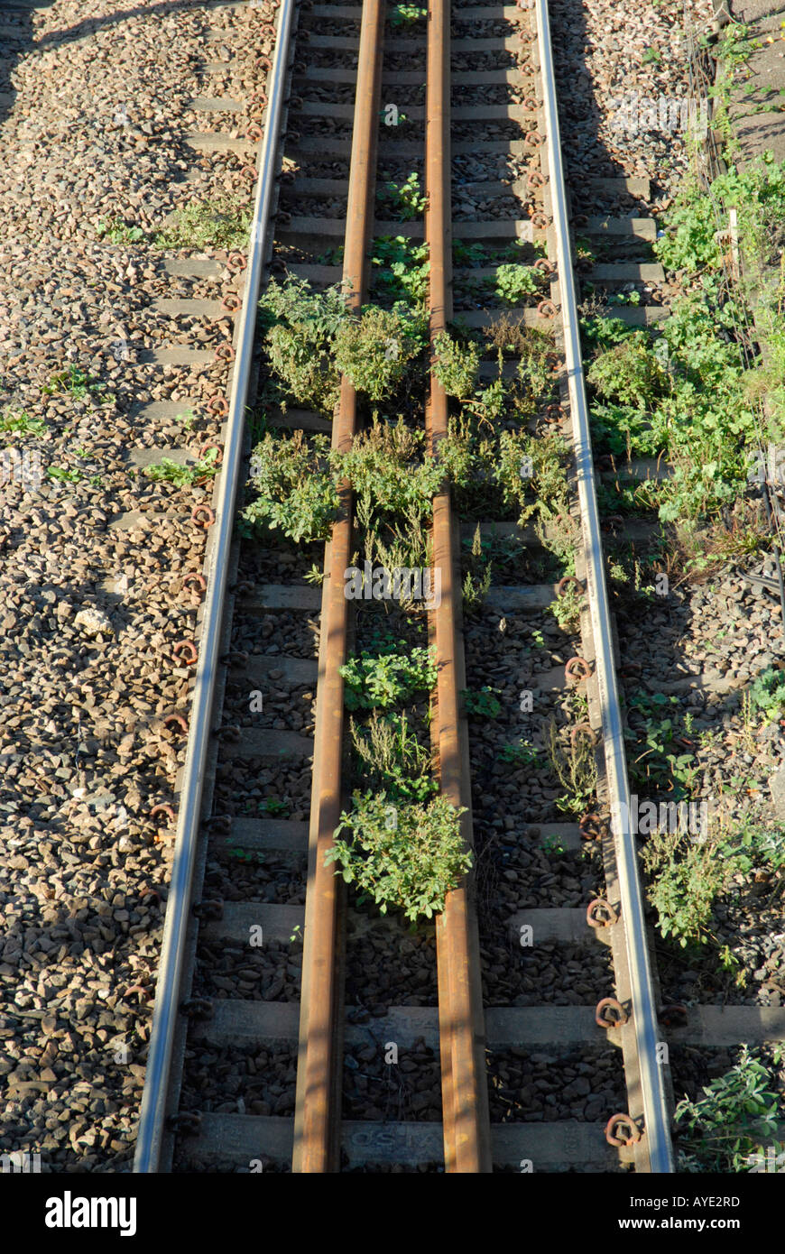 Overgrown railway tracks Thetford Railway station Norfolk UK Stock ...