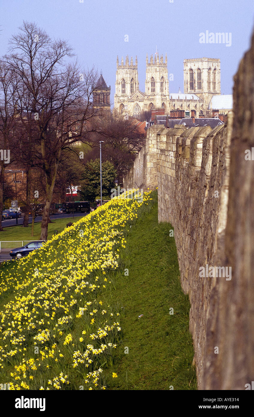 Daffodils York Bar Walls High Resolution Stock Photography and Images ...