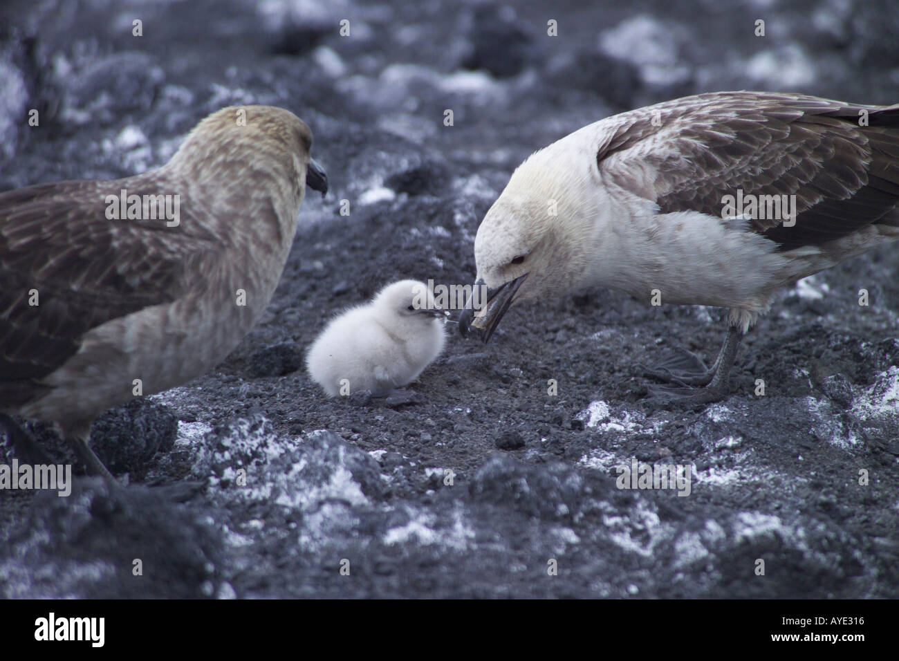 South polar skua feeding hi-res stock photography and images - Alamy