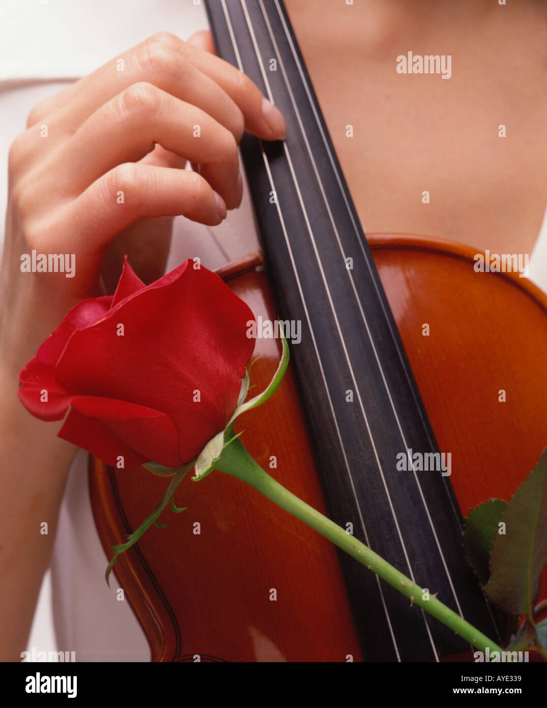 woman violin and rose Stock Photo - Alamy