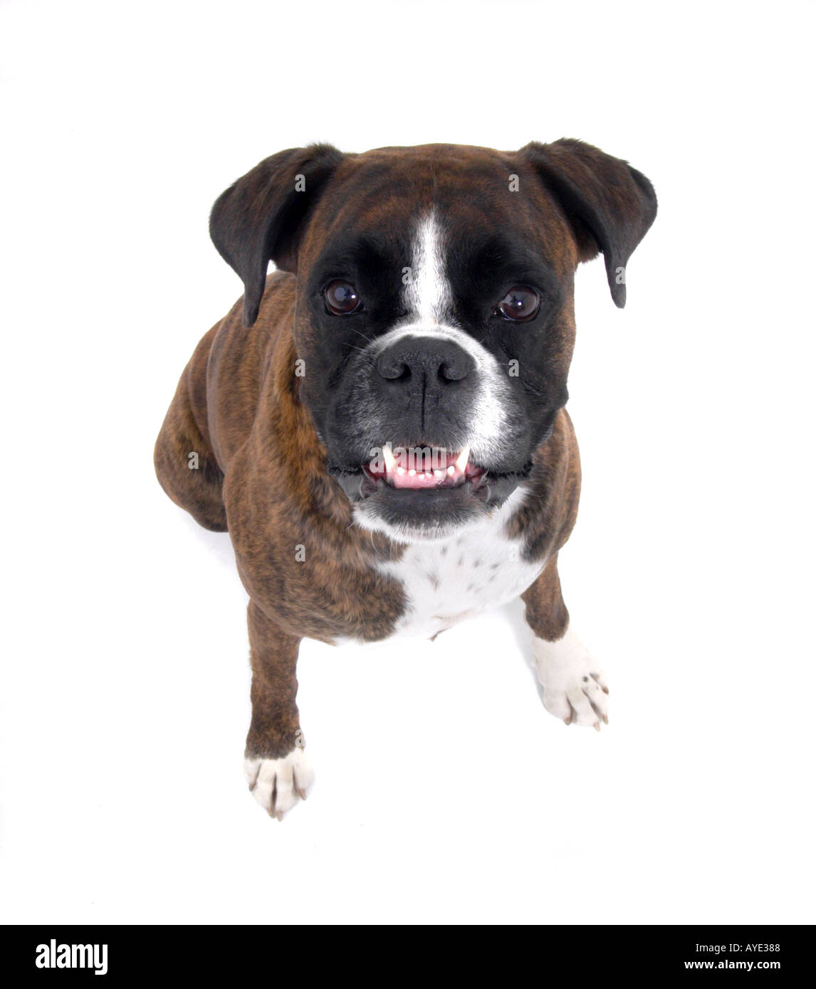 boxer dog with attitude Stock Photo - Alamy