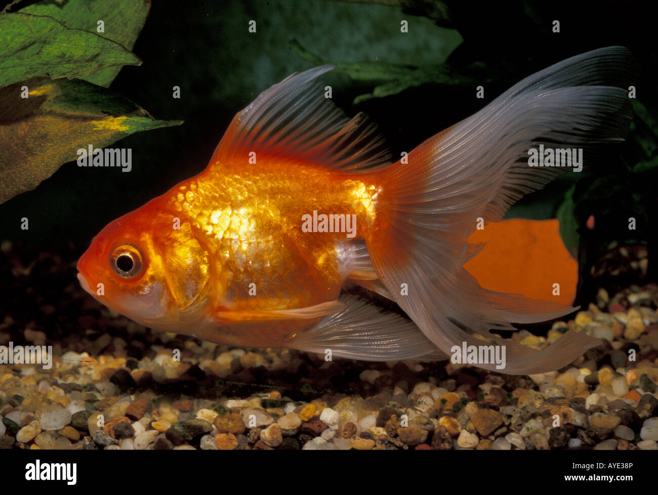 Gold fish, Carassius auratus, freshwater aquarium Stock Photo - Alamy