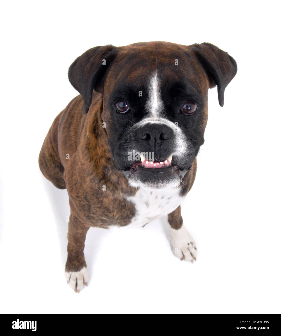 boxer dog with attitude Stock Photo - Alamy