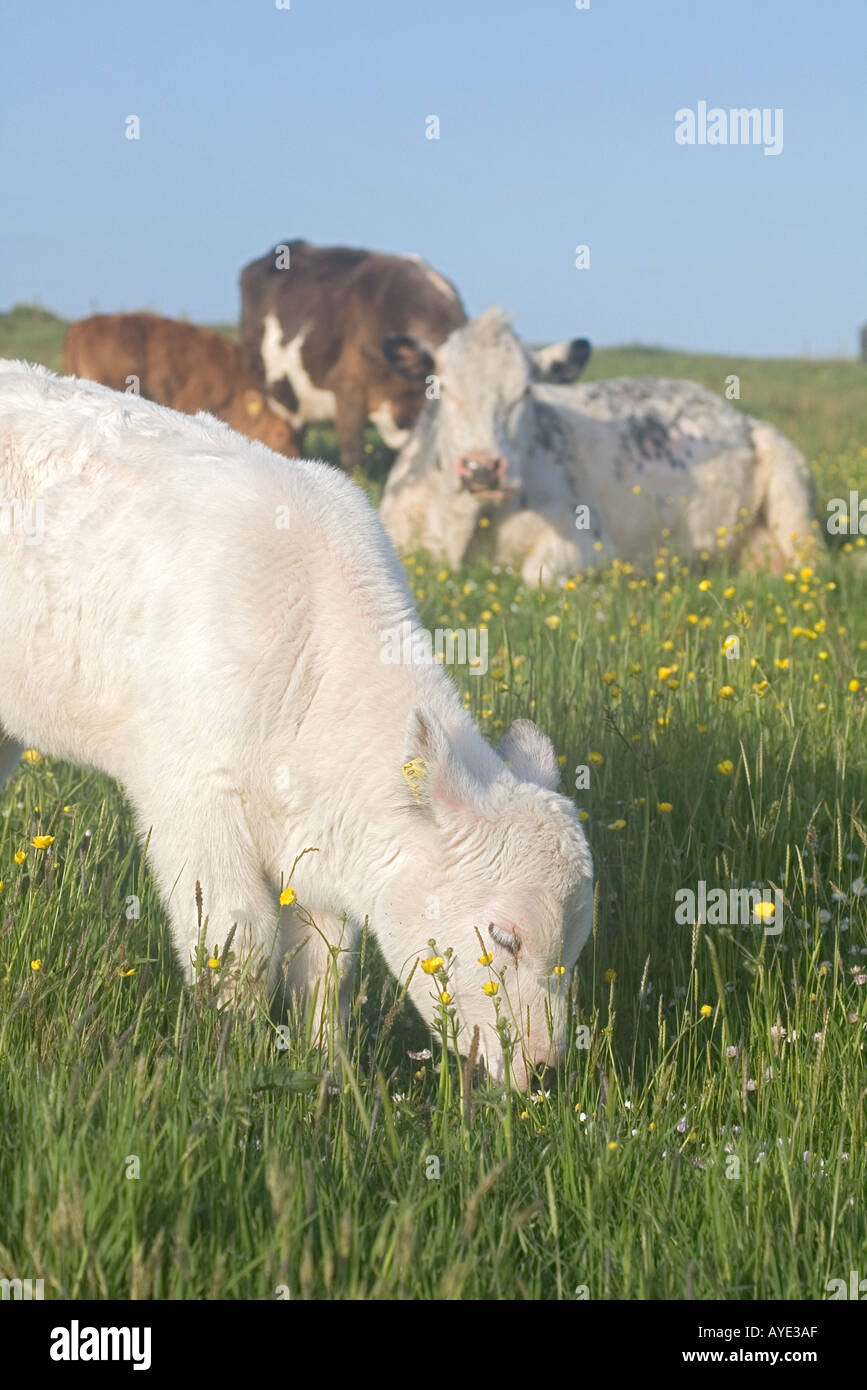 Cattle graze uk hi-res stock photography and images - Alamy