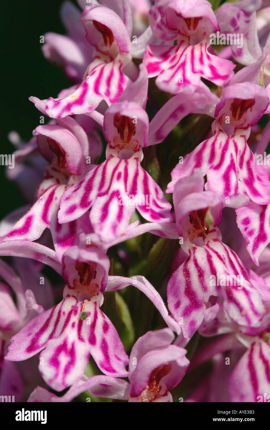 Flower of Common Spotted Orchid Stock Photo - Alamy
