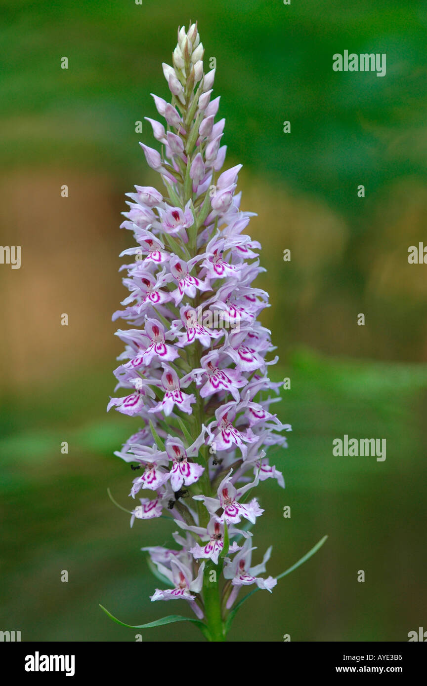 Flower spike of Common Spotted Orchid Stock Photo - Alamy