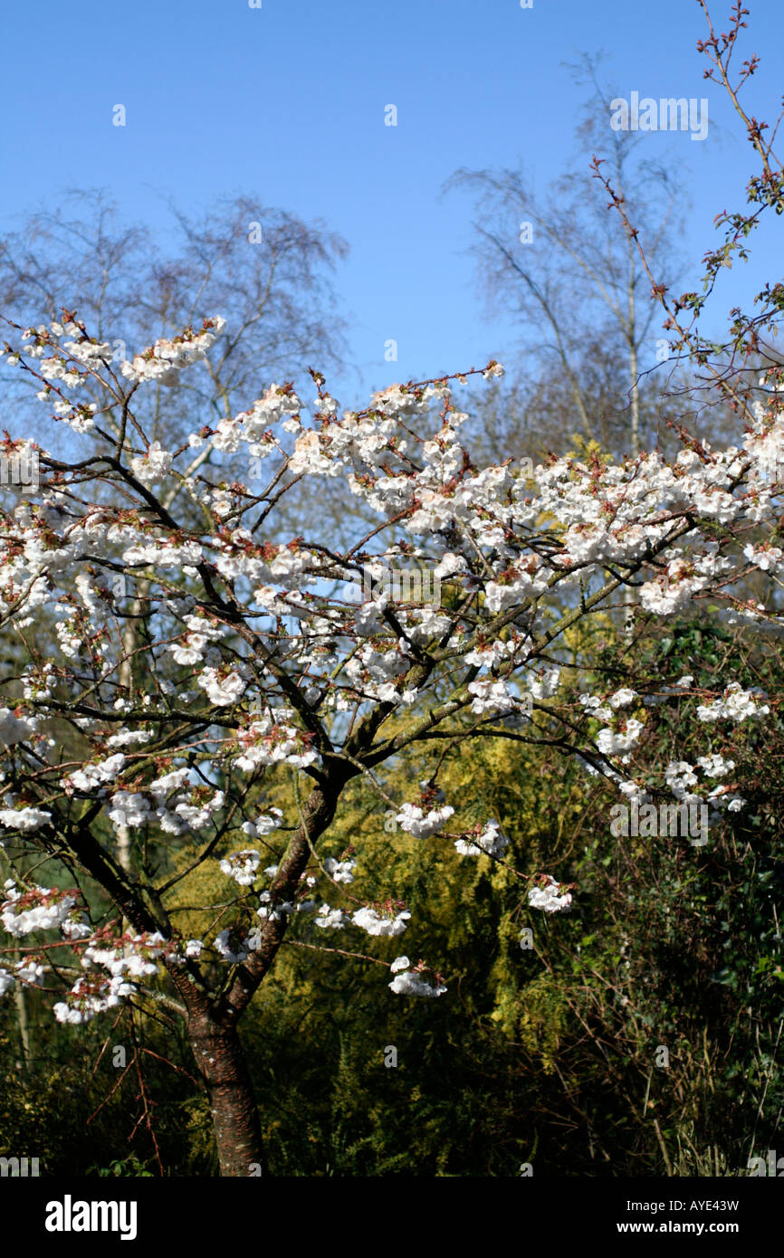 Taihaku Tree High Resolution Stock Photography and Images - Alamy