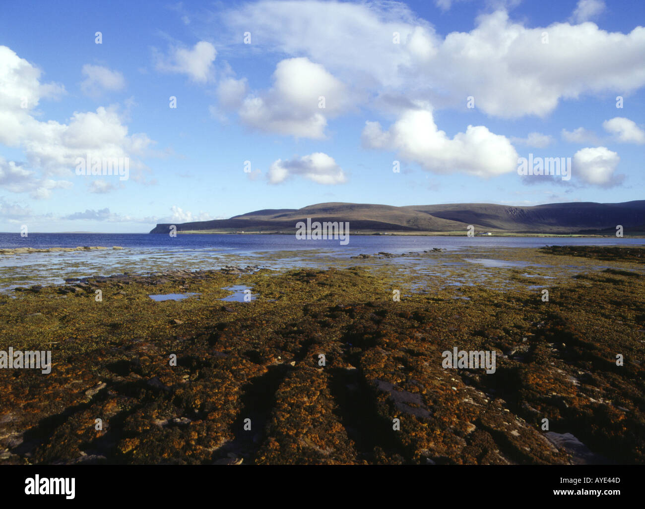 dh Bay of Quoys HOY ORKNEY Seaweed rocky coast shore and Scapa Flow ...