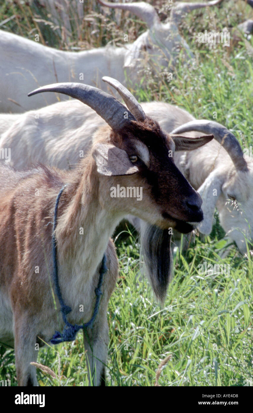 Portrait Wild Young Billy Goat Stock Photo - Alamy